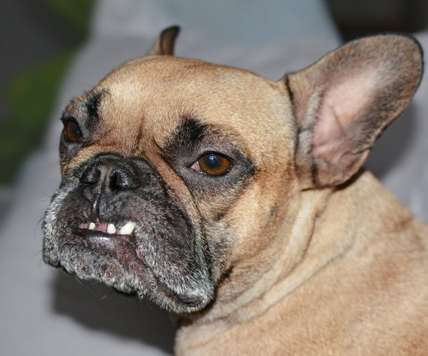French Bulldog Biting Behavior - How to Stop? – Frenchie Complex