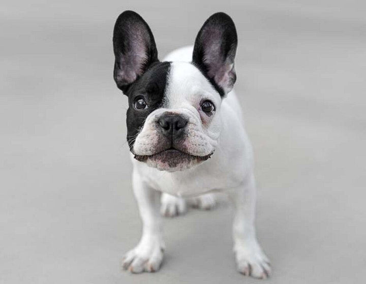 What French Bulldogs Were Bred For – Frenchie Complex