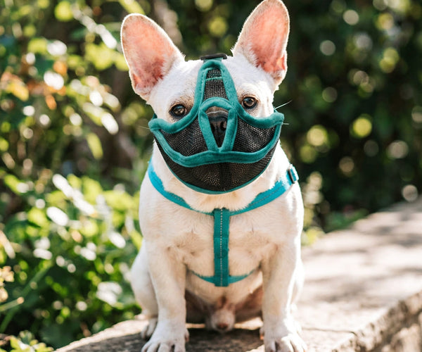 Best French Bulldog Muzzles: 5 Safe Options for Frenchies – Frenchie ...