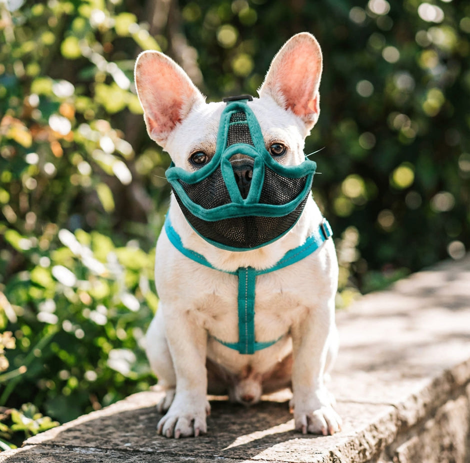 Best French Bulldog Muzzles: 5 Safe Options for Frenchies – Frenchie ...