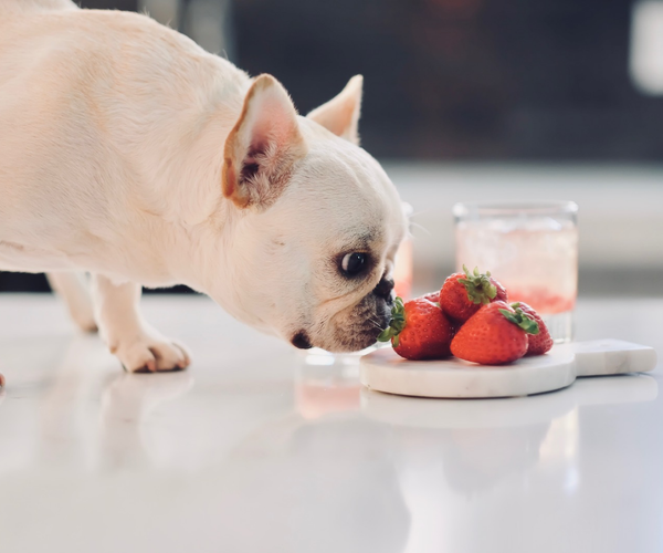 Can Frenchies Eat Fruit? You need to Know - Frenchie Complex