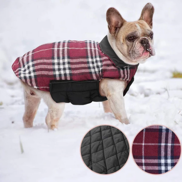 Plaid French Bulldog Jackets - Frenchie Complex