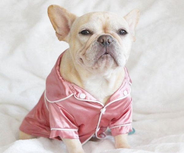 frenchie dress code